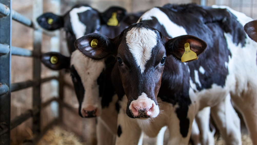UK Vet Livestock - The role of biosecurity in the prevention of disease UK Vet Livestock - The role of biosecurity in the prevention of disease